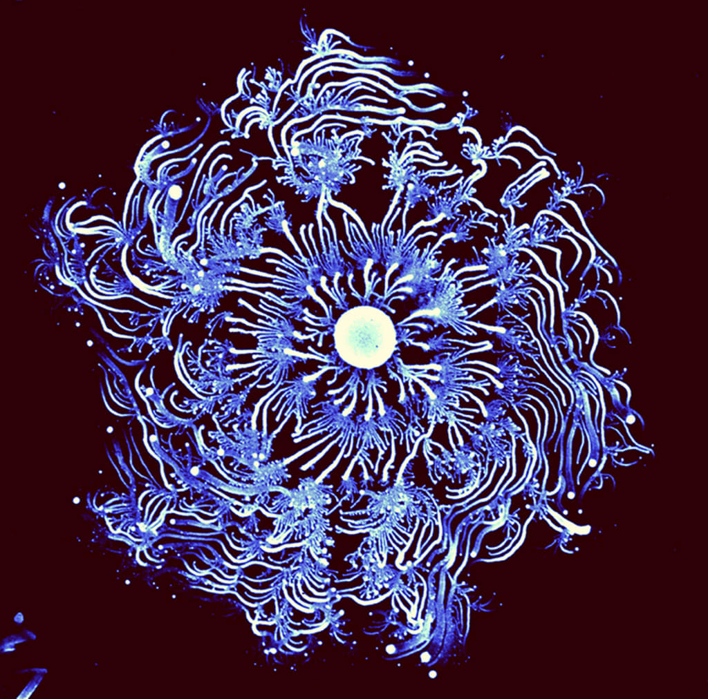 The Social Behavior Of Bacteria, Trippily Explored In Art - Fast Company