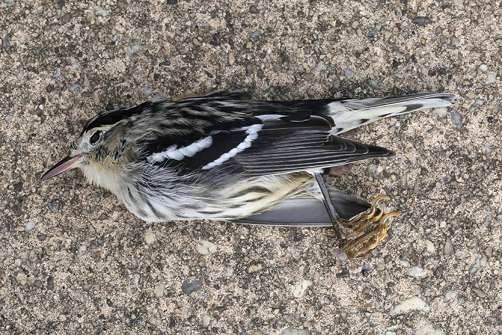 Birds Killed By Skyscrapers: An Oddly Life-Affirming Photo Essay - Fast ...