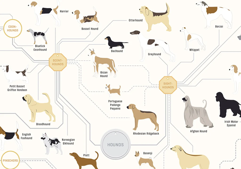 181 Breeds Of Dog On One Awesome Poster - Fast Company