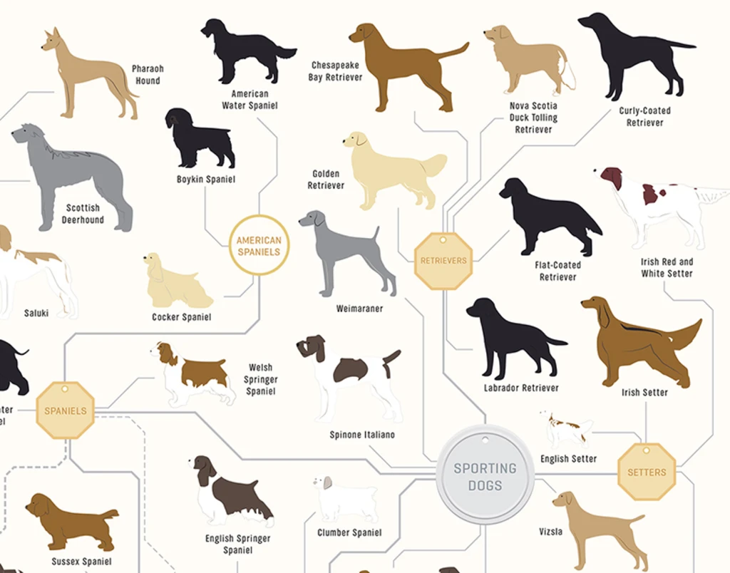 181 Breeds Of Dog On One Awesome Poster - Fast Company