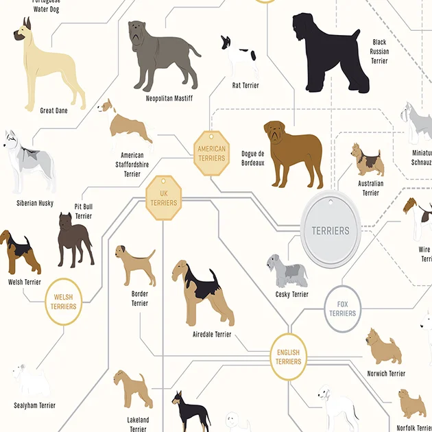 181 Breeds Of Dog On One Awesome Poster - Fast Company