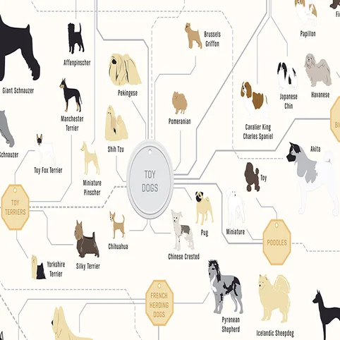 181 Breeds Of Dog On One Awesome Poster - Fast Company