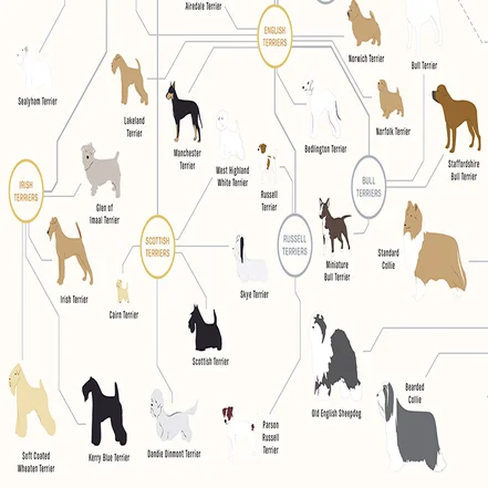 181 Breeds Of Dog On One Awesome Poster - Fast Company