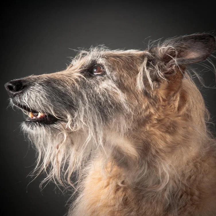 13 Photos That Prove Even Old Dogs Are Cute - Fast Company