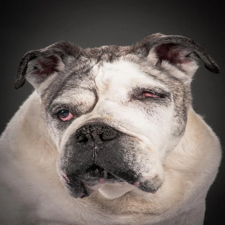 13 Photos That Prove Even Old Dogs Are Cute - Fast Company