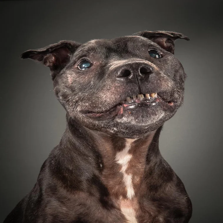 13 Photos That Prove Even Old Dogs Are Cute - Fast Company