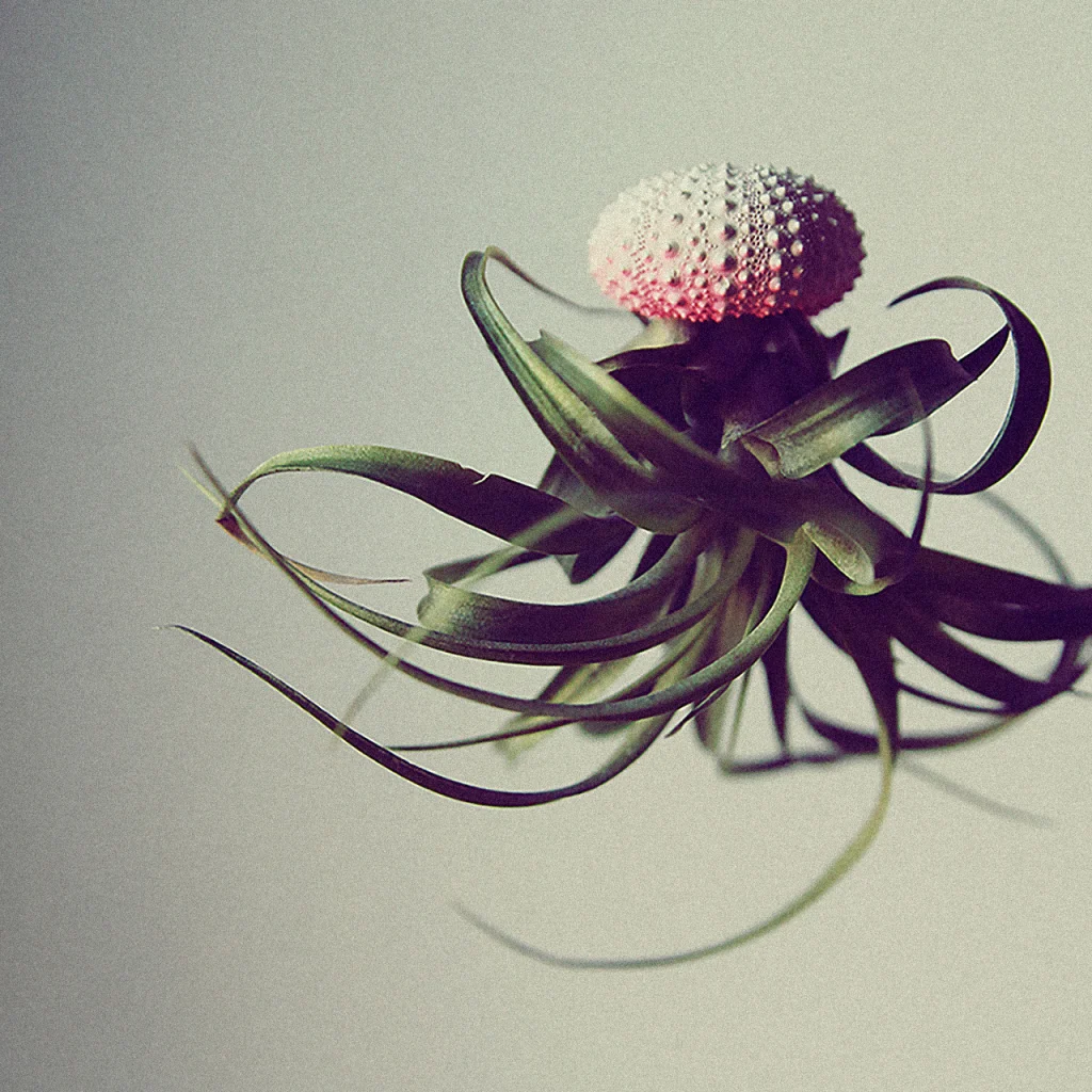 These Plants Look Like Jellyfish Swimming Through Your House - Fast Company