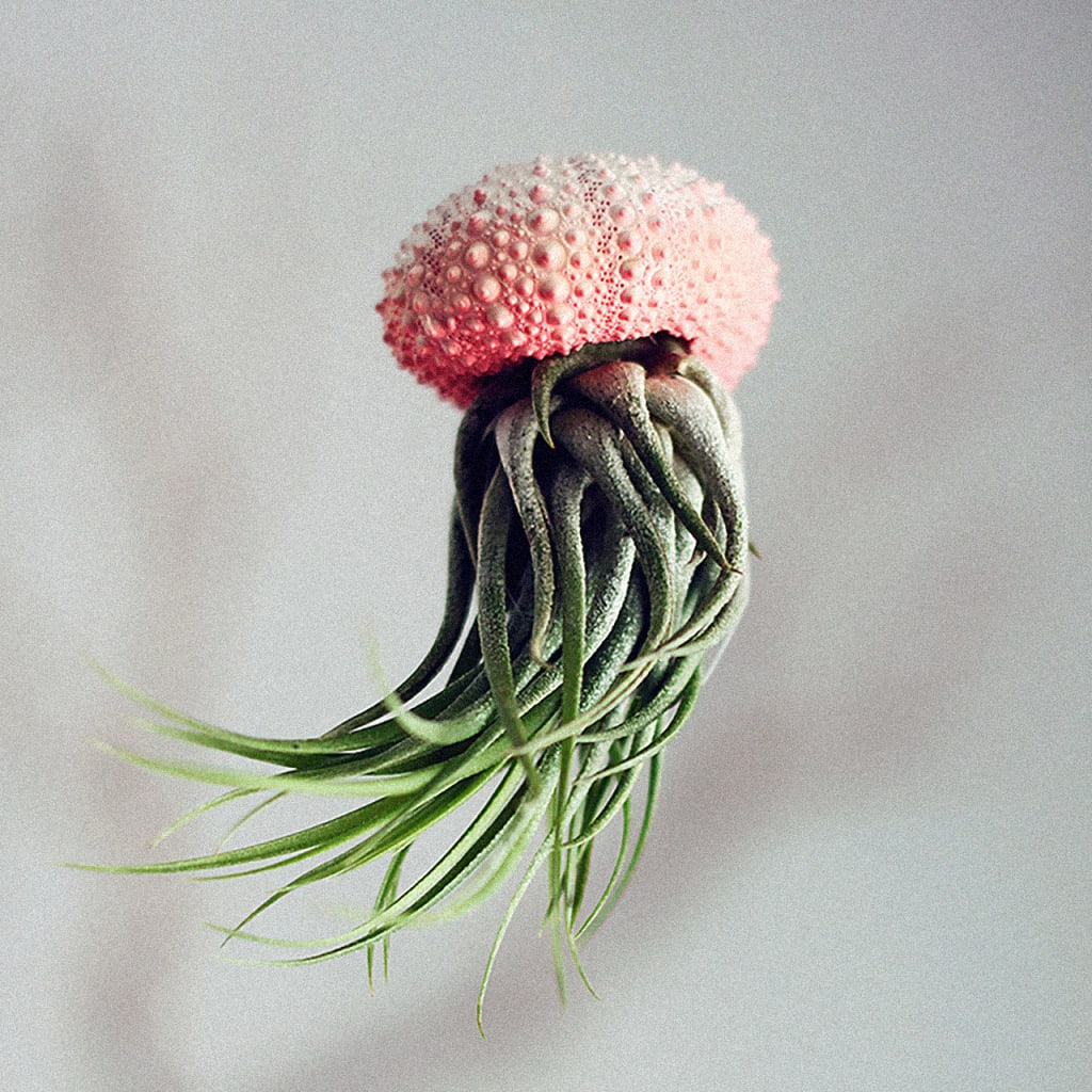 These Plants Look Like Jellyfish Swimming Through Your House - Fast Company