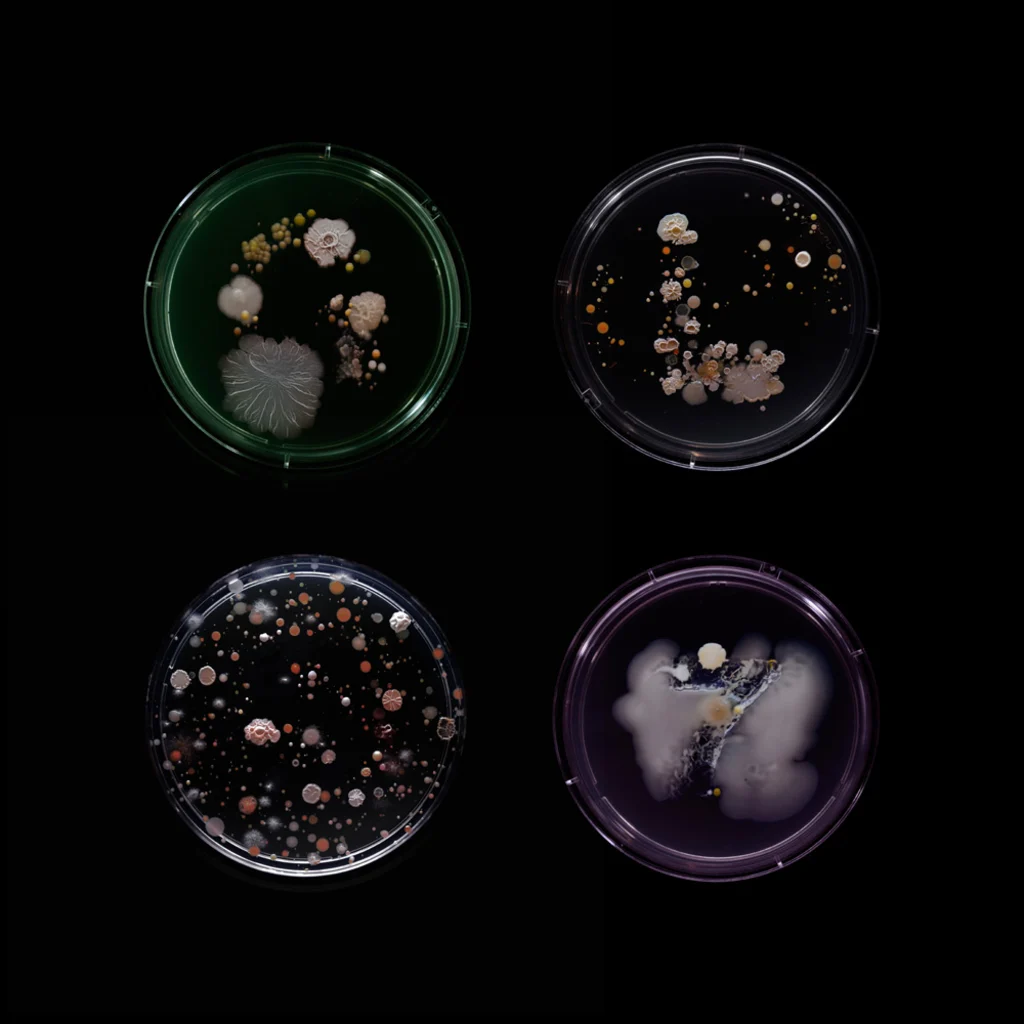 bacillus shape crossword