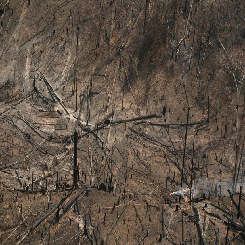 A Devastating Bird's Eye View Of Earth's Vanishing Rainforests - Fast ...