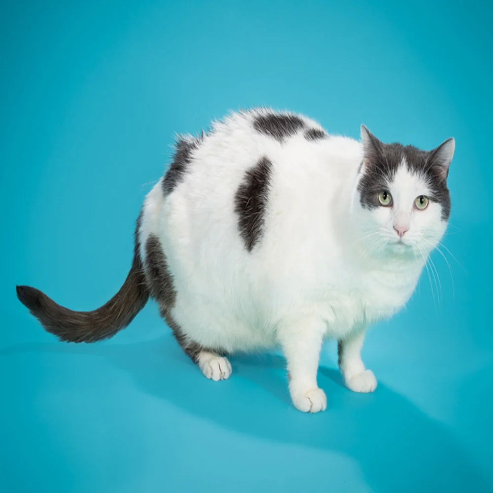 The Adorable Majesty Of Morbidly Obese Cats - Fast Company