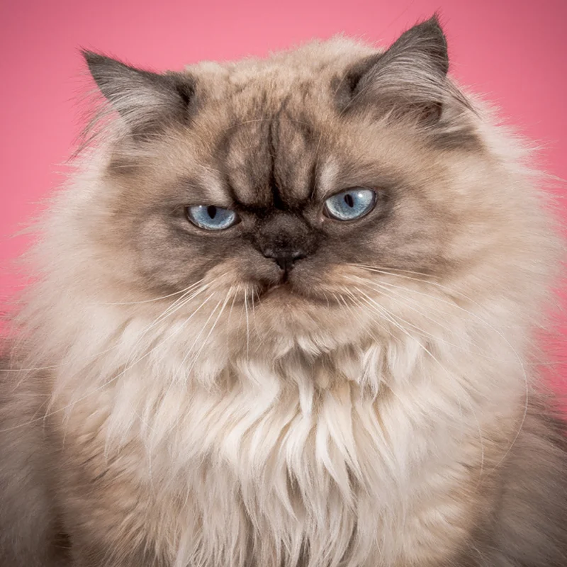 The Adorable Majesty Of Morbidly Obese Cats - Fast Company