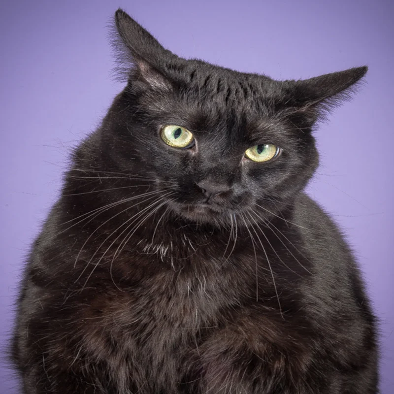 The Adorable Majesty Of Morbidly Obese Cats - Fast Company
