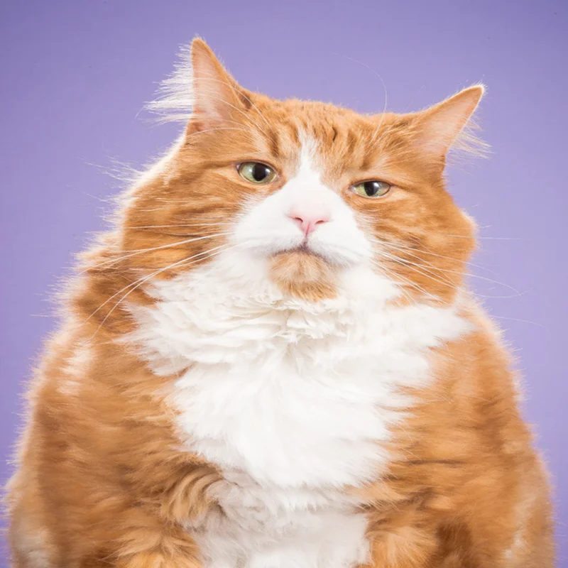 The Adorable Majesty Of Morbidly Obese Cats - Fast Company