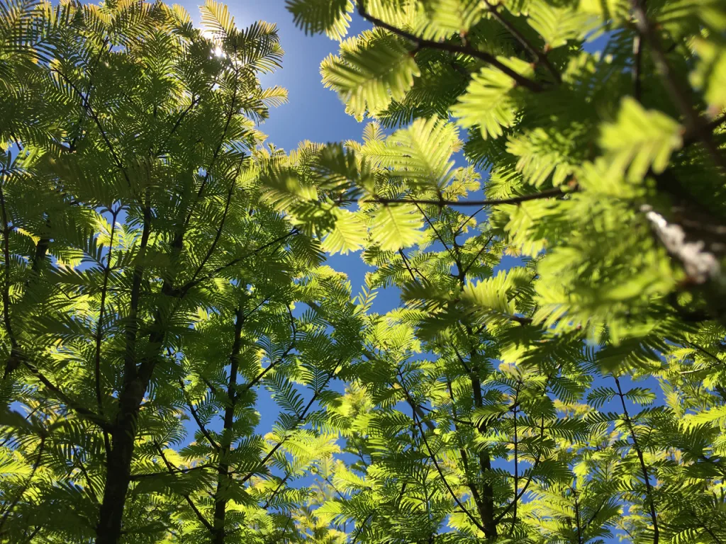 Brooklyn Gets Its Own (Miniature) Redwood Forest - Fast Company