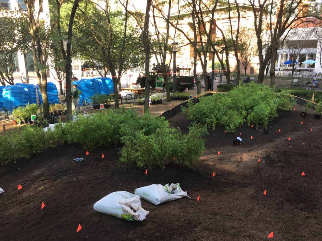 Brooklyn Gets Its Own (Miniature) Redwood Forest - Fast Company