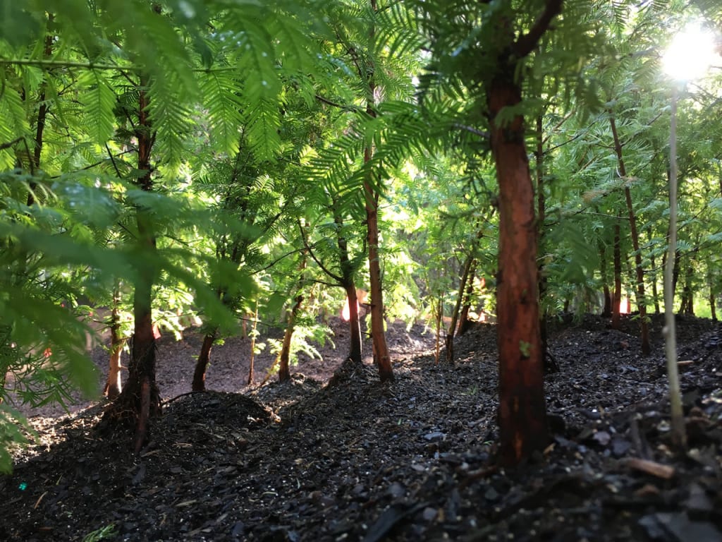 Brooklyn Gets Its Own (Miniature) Redwood Forest - Fast Company