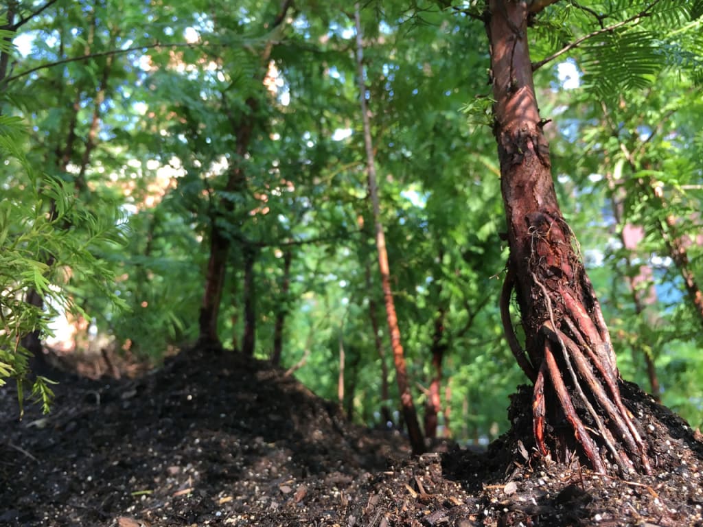 Brooklyn Gets Its Own (Miniature) Redwood Forest - Fast Company