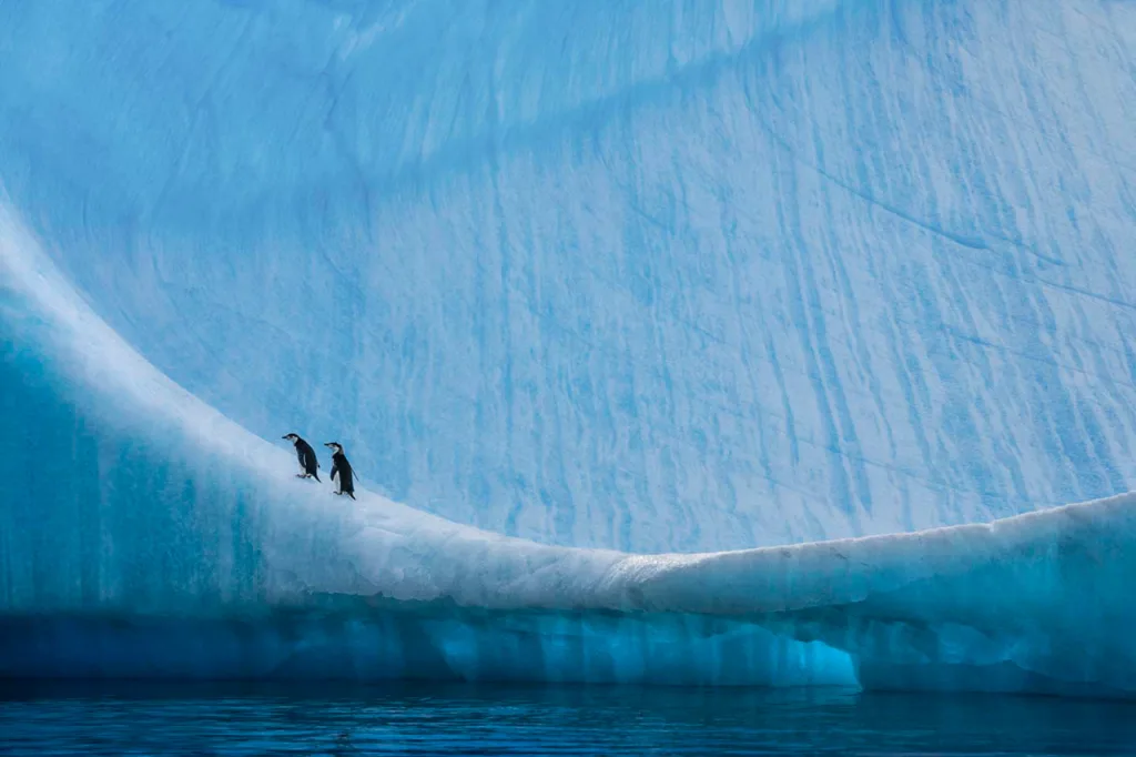 Capturing The Beauty Of Ice, Polar Bears, And Penguins-Before They Are ...