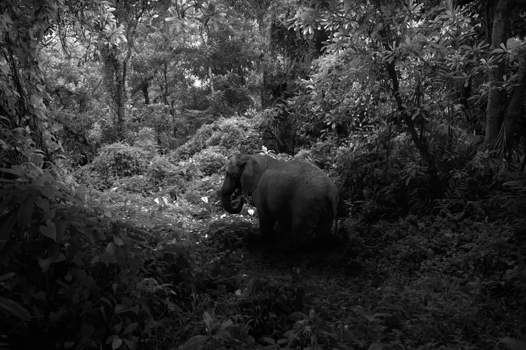 A Beautiful, Terrifying Guide To The World's Man-Made Plants And ...