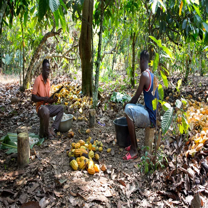 Forum – Ivory Coast (Côte d’Ivoire) Farmers Community – Agric4Profits
