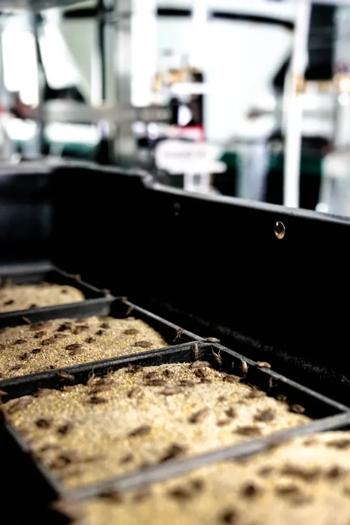 This Giant Automated Cricket Farm Is Designed To Make Bugs A Mainstream ...