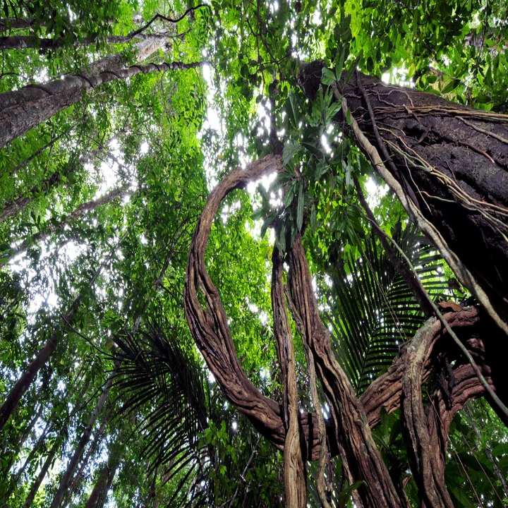 The Largest Ever Tropical Reforestation Is Planting 73 Million Trees ...