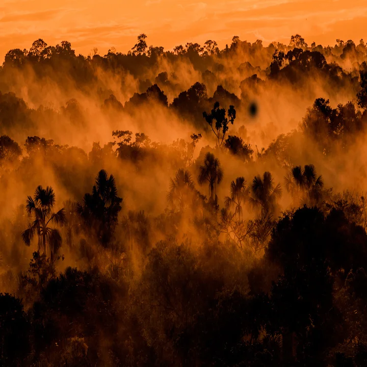 The Largest Ever Tropical Reforestation Is Planting 73 Million Trees ...