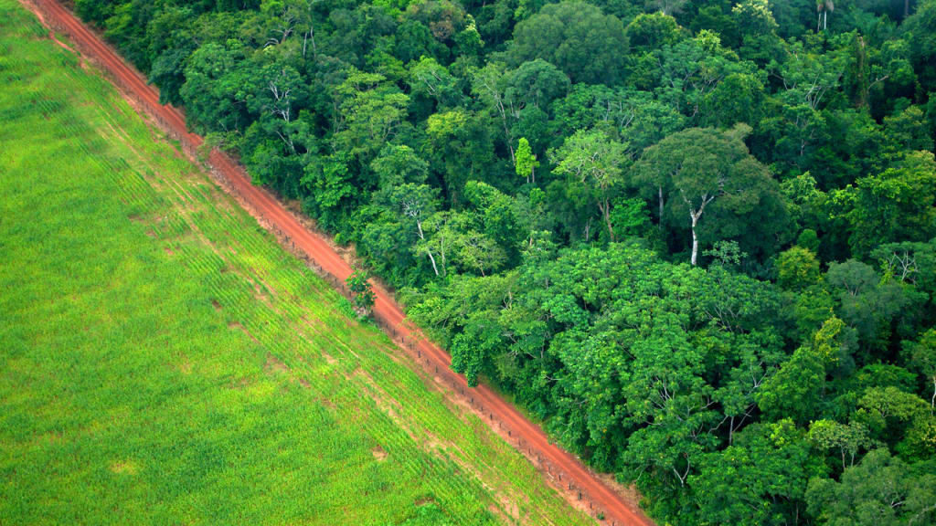 The Largest Ever Tropical Reforestation Is Planting 73 Million Trees ...