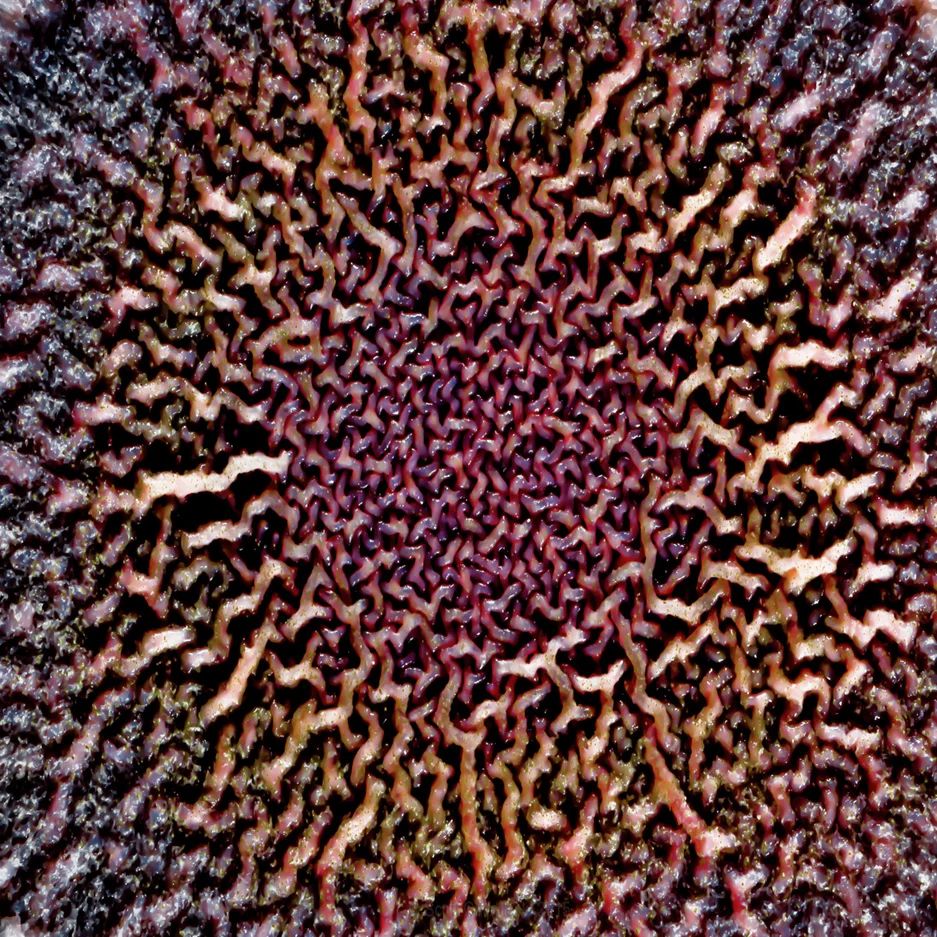 Amazing Photos Reveal The Invisible Microbial Universe All Around Us ...