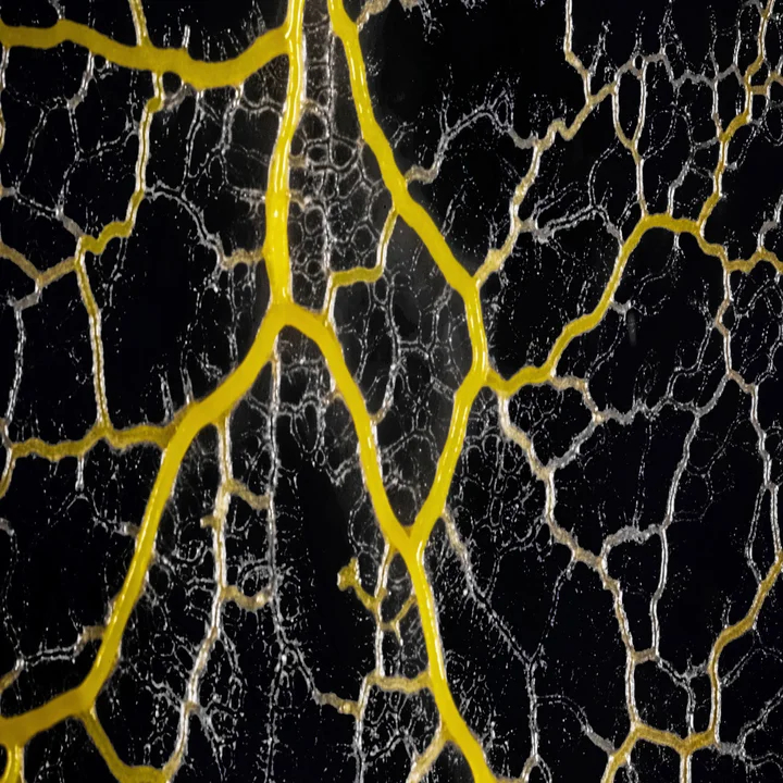 Amazing Photos Reveal The Invisible Microbial Universe All Around Us ...
