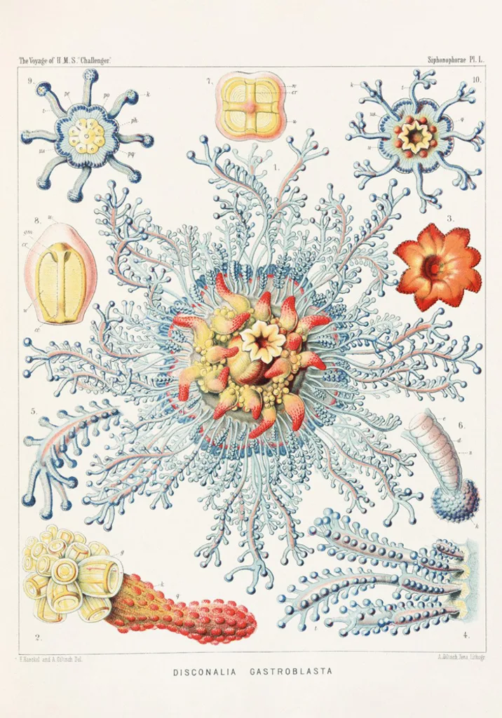 These Gorgeous 19th-Century Drawings Of Microbes Are Science And Art ...