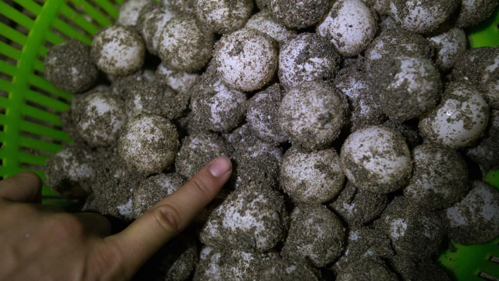 These Fake GPS-Implanted Sea Turtle Eggs Will Help Track Poachers ...