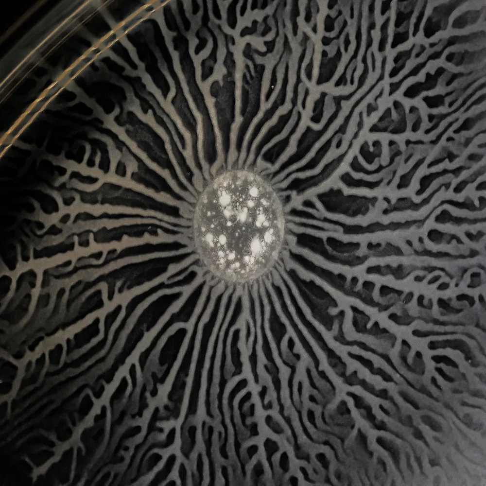 Amazing Photos Reveal The Invisible Microbial Universe All Around Us ...