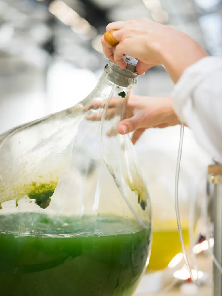 The Creators Of This Algae Plastic Want To Start A Maker Revolution ...