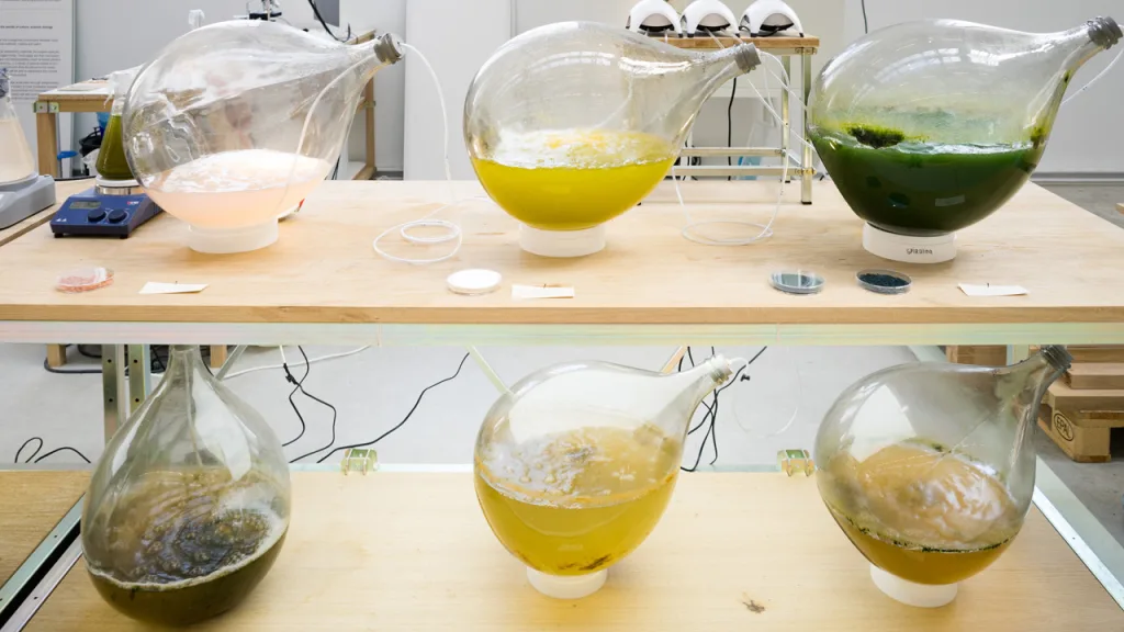 The Creators Of This Algae Plastic Want To Start A Maker Revolution ...