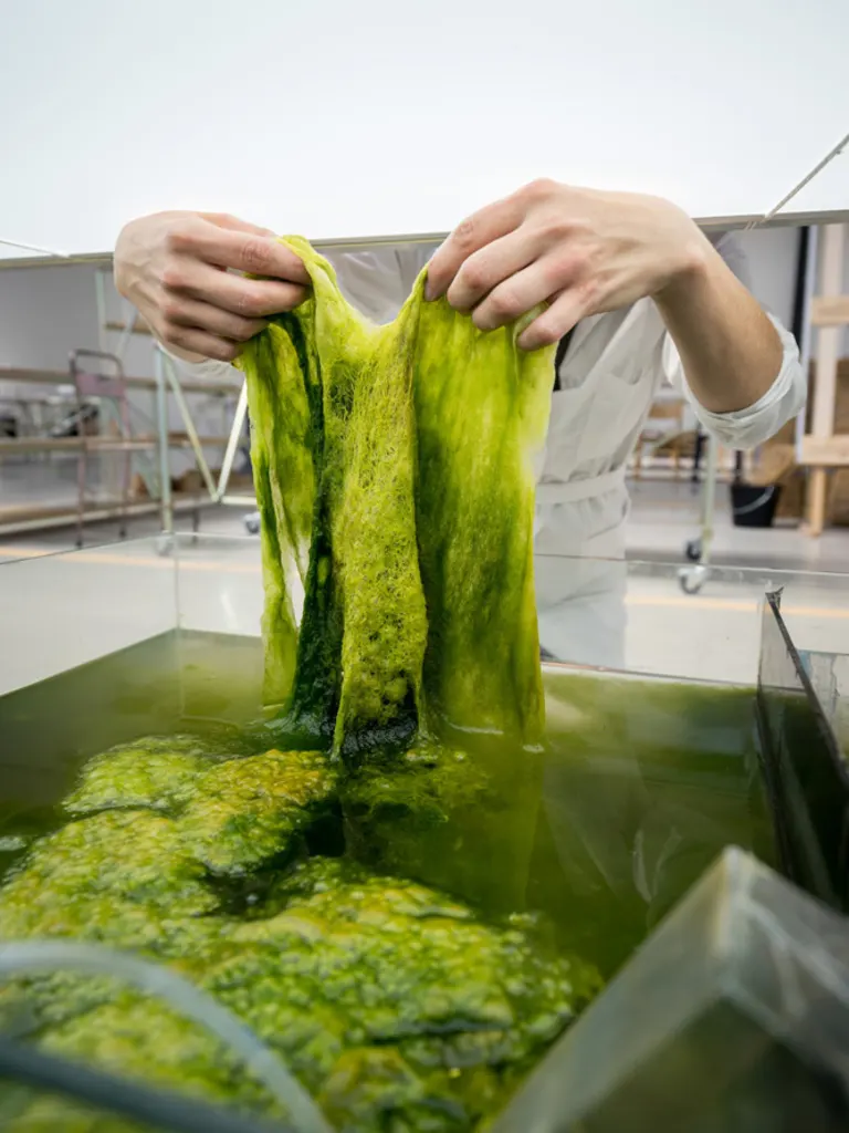 The Creators Of This Algae Plastic Want To Start A Maker Revolution ...