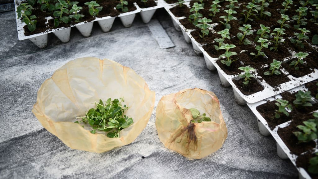 This new edible packaging is grown from kombucha - Fast Company