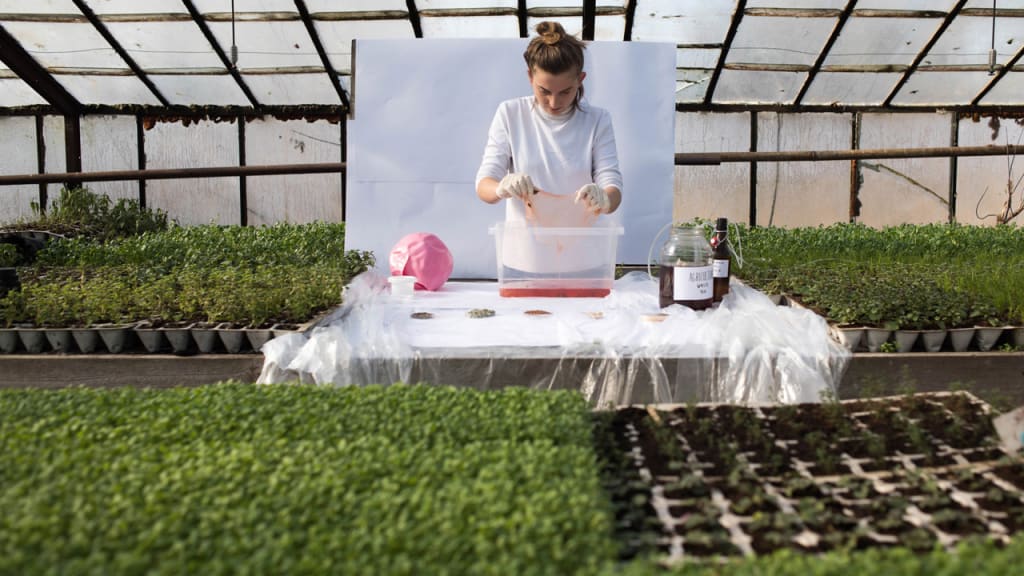 This new edible packaging is grown from kombucha - Fast Company