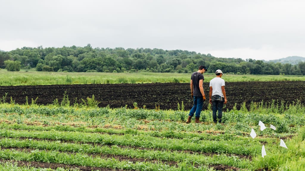 Why this restaurant chain is in the farming business - Fast Company