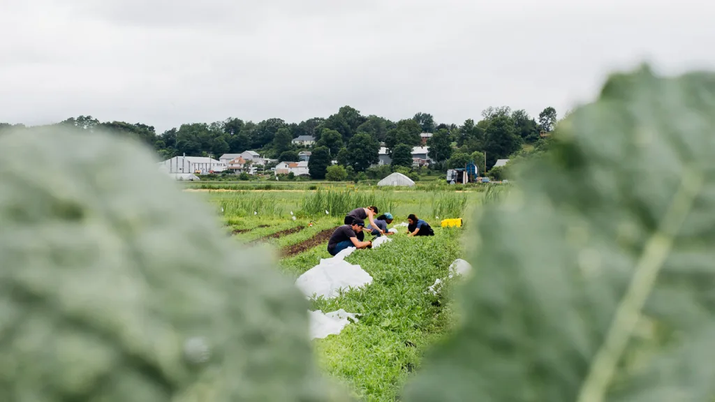 Why this restaurant chain is in the farming business - Fast Company