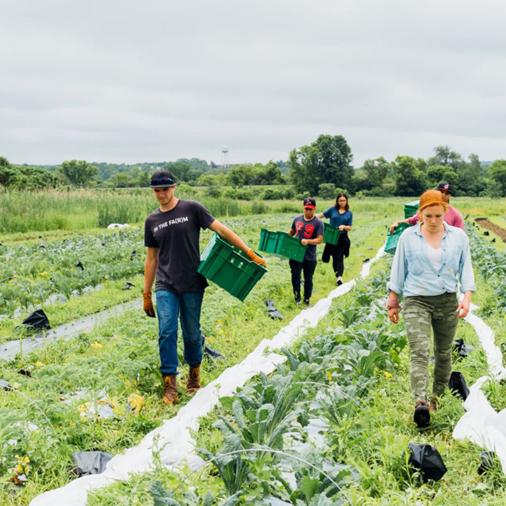 Why this restaurant chain is in the farming business - Fast Company