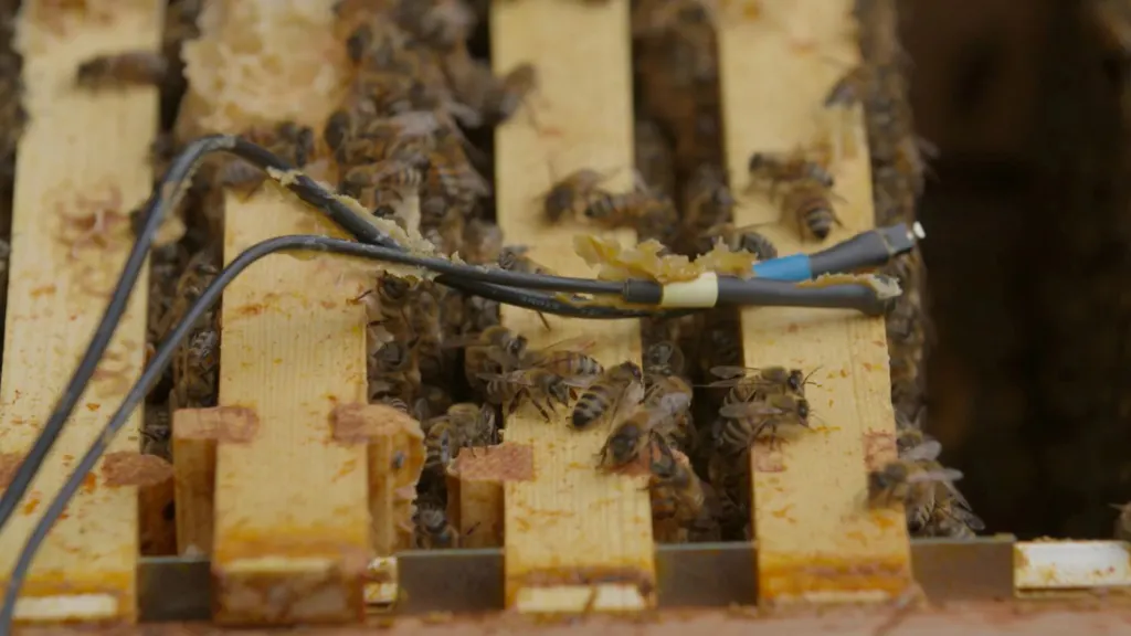 Can connecting beehives to the cloud save pollinators? - Fast Company