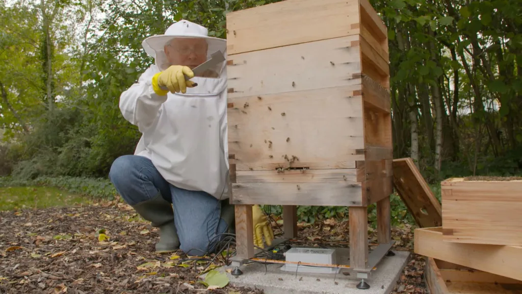 Can connecting beehives to the cloud save pollinators? - Fast Company