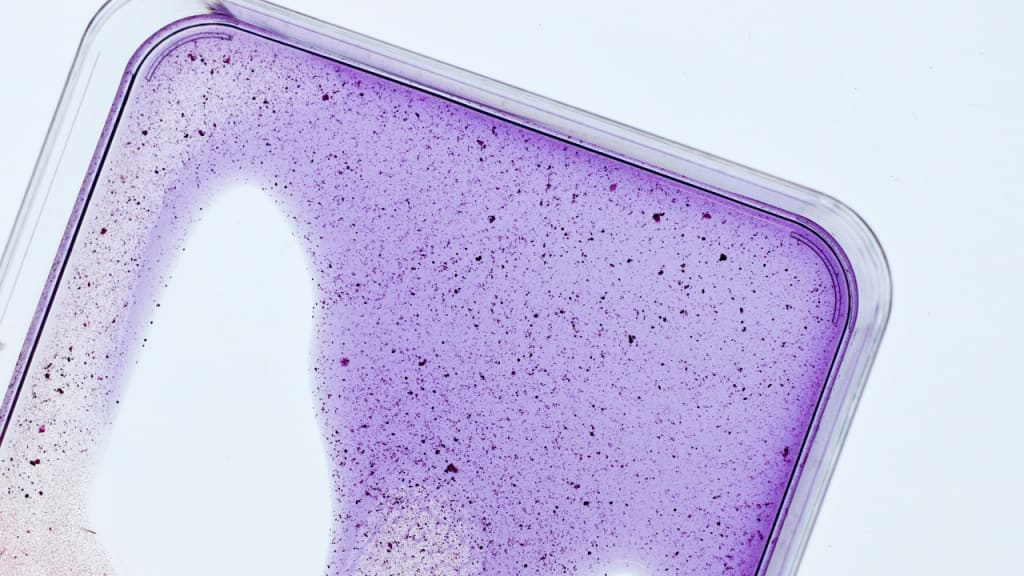 These gorgeous colors come from dye made by bacteria, not chemicals ...