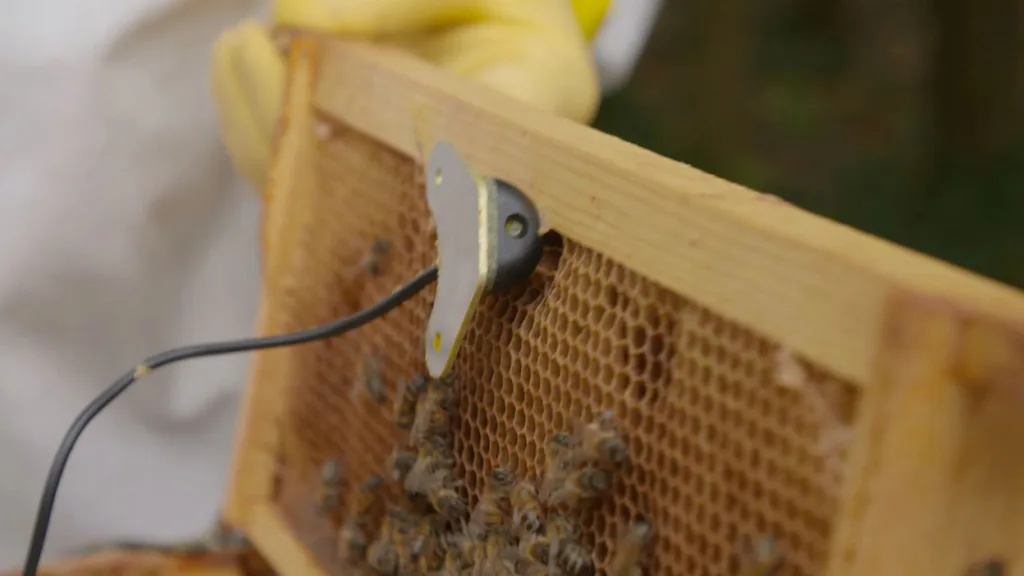 Can connecting beehives to the cloud save pollinators? - Fast Company