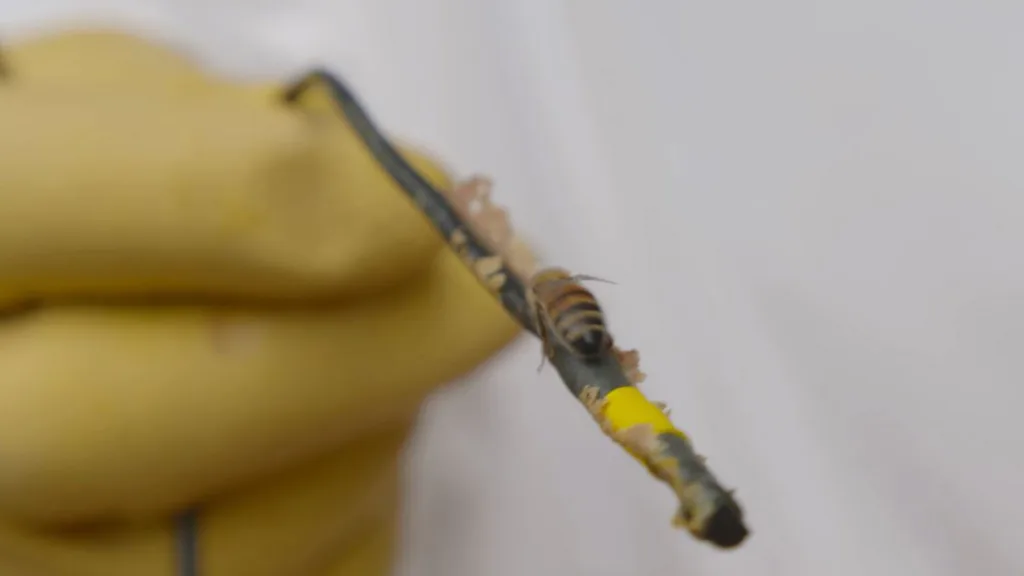 Can connecting beehives to the cloud save pollinators? - Fast Company