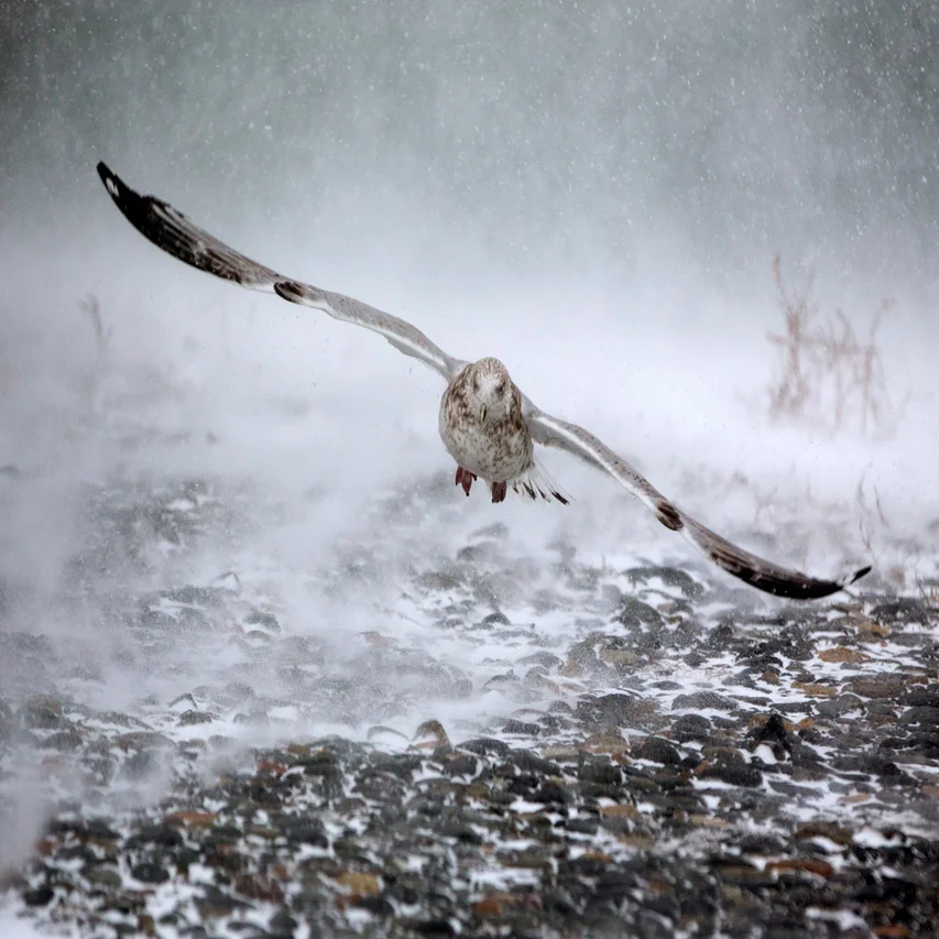 These photos capture the devastation of a year of natural disasters ...