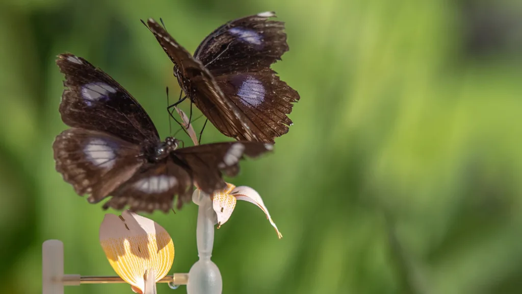 These fake flowers are an emergency food source for city-dwelling ...