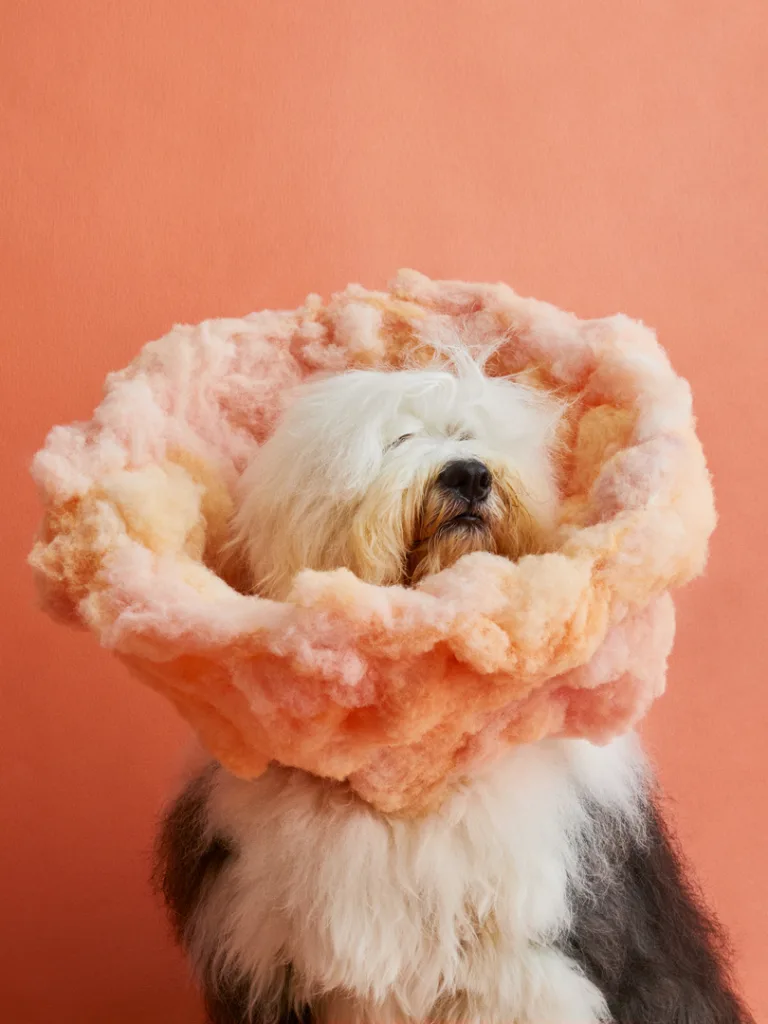 See 11 dogs rocking fabulous cones of shame - Fast Company